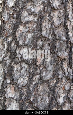 Patterns and textures in the bark of a Pinus ponderosa known as Western ...