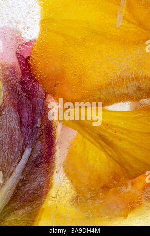 frozen flora natural background - yellow poinsettia leaves frozen into ...