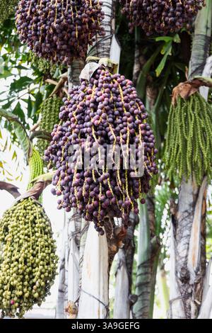 Hanging fruit of the Caryota mitis palm tree, known as the clustering ...