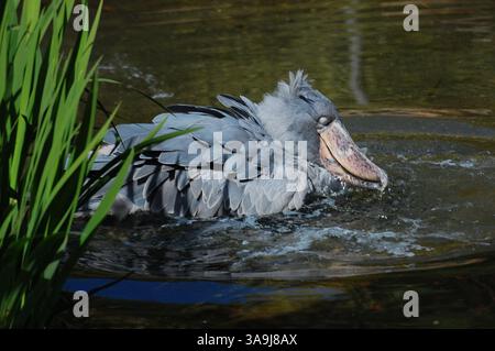 Shoebill stork at the San Diego Zoo Safari Park, California ...