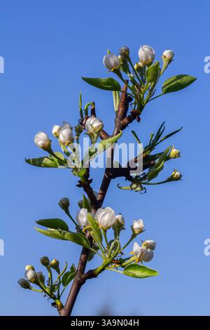 Pear pear pear flower in full bloom spring white flowers Stock Photo ...
