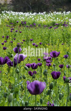 Feb 12, 2003; Xieng Khuang, Laos; Opium plants dot a hillside in Laos ...