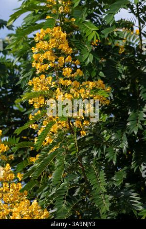 Golden wonder tree, Senna spectabilis, Fabaceae, Kui Buri National Par ...