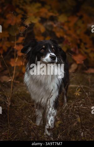 Dog Australian shepherd / Aussie adult (red) running in a meadow Stock ...