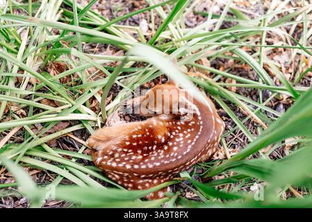 Fawn curled up in grass, lying down Stock Photo - Alamy