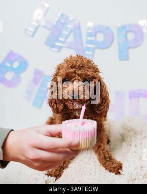 Adorable cavapoo puppy celebrates its first birthday with party Stock ...