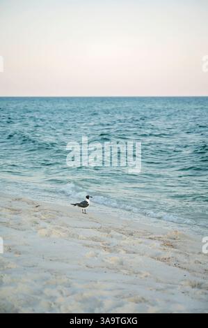 Solitary seagull stands on the shore of the sandy beach near the ...