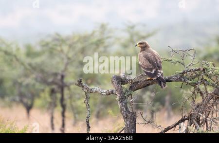 Steppe Eagle (Aquila nipalensis) immature perched in tree Kathmandu, Nepal January Stock Photo ...