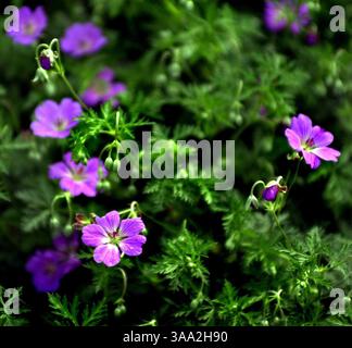 Plantings at UCD Aboretum Storer Garden. Photographed Tuesday, April 15 ...