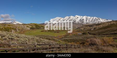 Gunnison National Forest, West Elk Mountains, CO: Aspen grove in fall ...