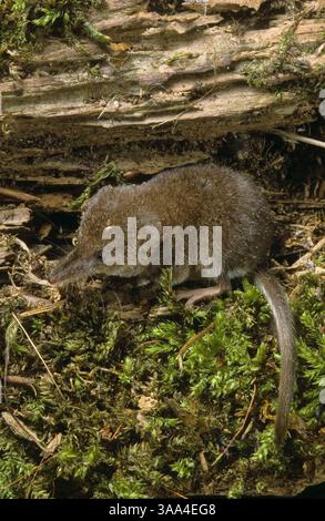 Zwergspitzmaus, Zwerg-Spitzmaus, Spitzmaus, Maus, Sorex minutus ...