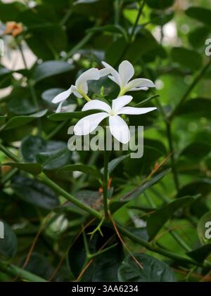 Carissa macrocarpa, the natal plum, is a shrub native to south africa ...