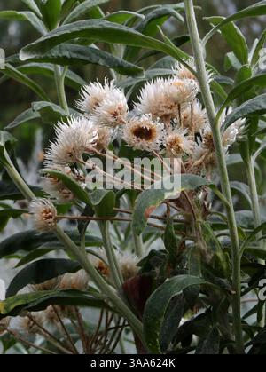 White Paper Daisy or Tall Everlasting, Coronidium elatum, Asteraceae ...