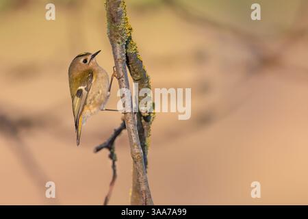 Goldcrest (Regulus regulus) on a spring evening, Perth, Scotland. Tiny ...