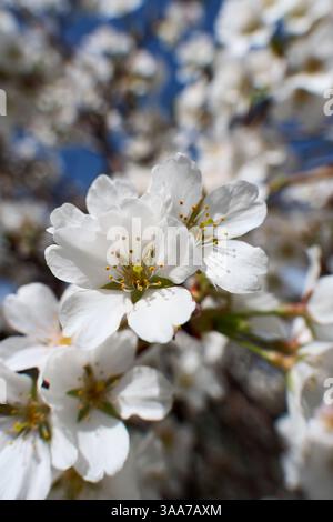 White Almond blossom flower against a blue sky, vernal blooming of ...