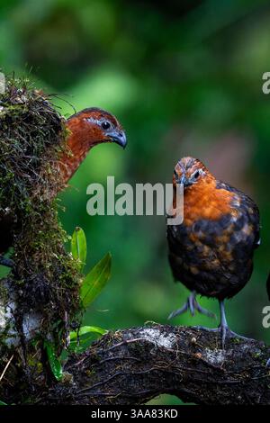 Chestnut wood quail Stock Photo - Alamy