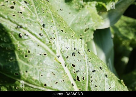 Cabbage leaf damage by flea beetles in garden Stock Photo - Alamy