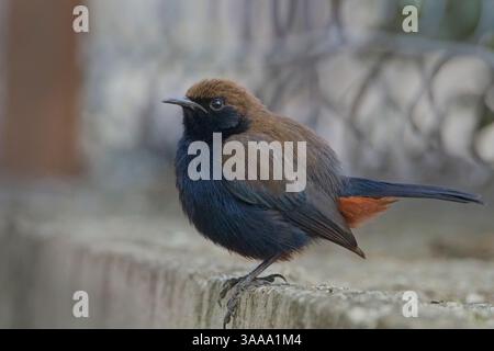 Indian Robin (Copsychus fulicatus) male Stock Photo - Alamy