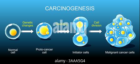 Cancer evolution from Mutated cell and Hyperplasia, to Dysplasia and ...