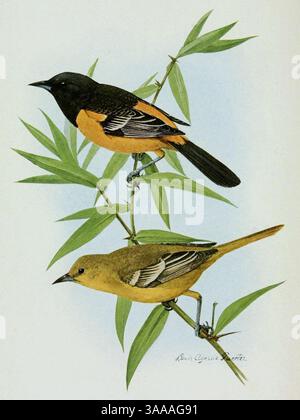 Icterus fuertesi Chapman, adult male and female Stock Photo - Alamy