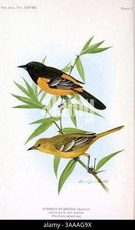 Icterus fuertesi Chapman, adult male and female Stock Photo - Alamy