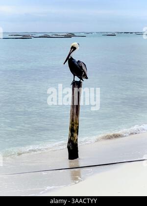 A closeup shot of a bird perched on a snowy branch Stock Photo - Alamy