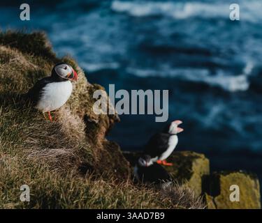 Group of Puffins on a Grassy Cliffside in Iceland's Coastal Region ...