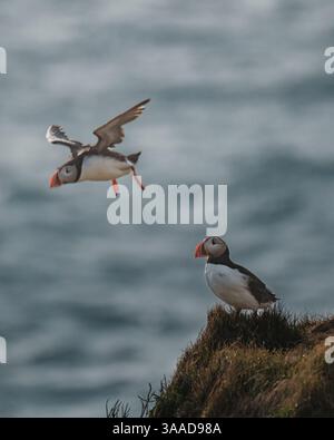Atlantic puffins flying and perching on cliff edge at Latrabjarg ...