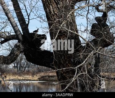 Mallards on the Trail Stock Photo - Alamy