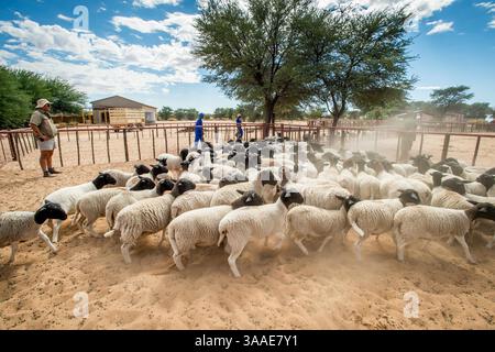 Namibia - Sheep on farm in Africa Stock Photo - Alamy