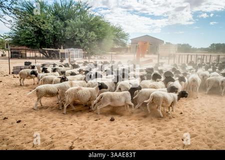 Namibia - Sheep on farm in Africa Stock Photo - Alamy