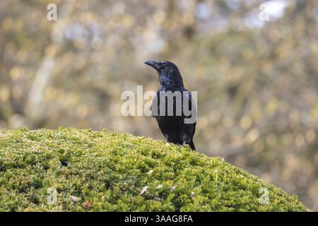 Crow, family of corvids (Corvidae) . Baden-Wuerttemberg, Germany ...