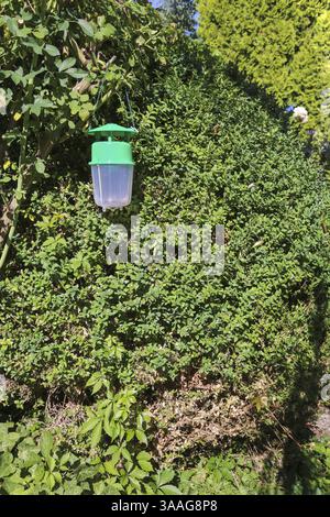 Box tree moth trap, moth trap, butterfly in trap, common boxwood (Buxus ...
