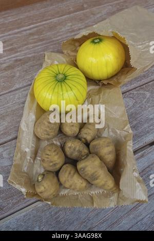 Chaerophyllum bulbosum, chervil turnip, chervil bulb, healthy root ...