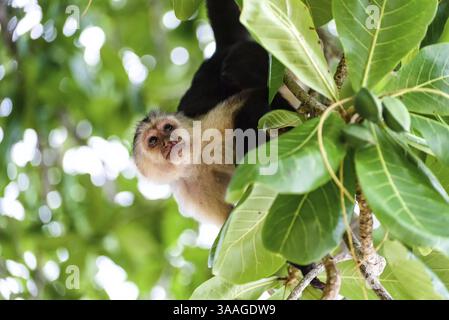 Cebu monkey in a tree in the jungle in Central America Stock Photo - Alamy