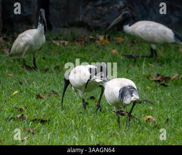 Flock White Ibis birds eating on beach Gulf of Mexico Stock Photo - Alamy