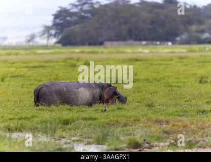Hippo in Amboseli National Park, Kenya, Africa Stock Photo - Alamy