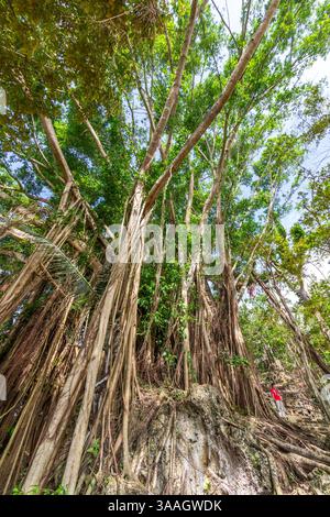 A huge balete or banyan tree with a tangle of roots cascading from its ...