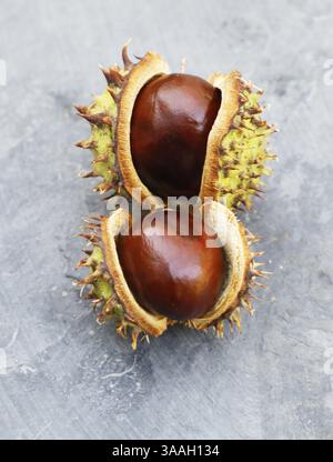 Chestnuts in the shell on a stone plate Stock Photo - Alamy