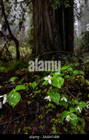 Pacific Trillium, Trillium ovatum, along Howland Hill Road in Jedediah ...