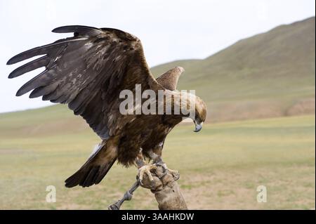 Chained golden eagle with spread wings on gauntlet Stock Photo - Alamy