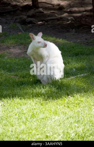 The albino wallaby has a white body with pink ears, nose, eyes and ...