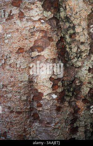 Texture of a tree trunk in natural light Stock Photo - Alamy