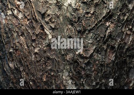 Cow tamarind tree bark texture Stock Photo - Alamy