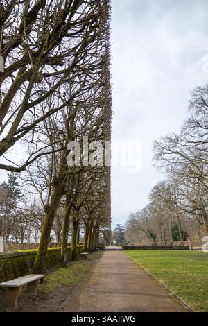 Geometric view of alley of spring trees trimmed square shape in the ...