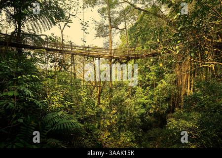 Living root bridge in Meghalaya, India Stock Photo - Alamy