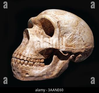 Neanderthals. Homo neanderthalensis or Homo sapiens neanderthalensis ...