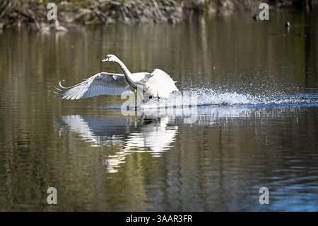 Loanhead, Scotland, UK. 1st April, 2025. A young mute swan attempts ...