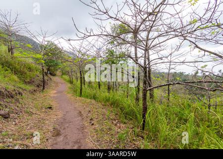 Highland trail leading up Mt. Vulcan, a dormant volcano with sparse ...