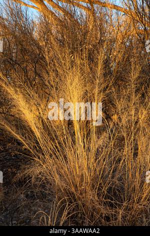 Sacaton grass at San Pedro House, San Pedro Riparian National ...